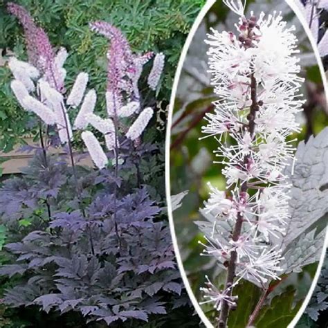 Actaea Simplex Chocoholic Cierge Dargent Cimicifuga Pépinières