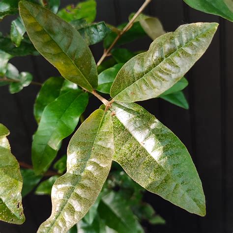 Olivillo Todonativo Vivero De Plantas Nativas Del Sur De Chile