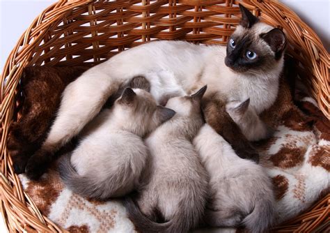 Dark Siamese Cats
