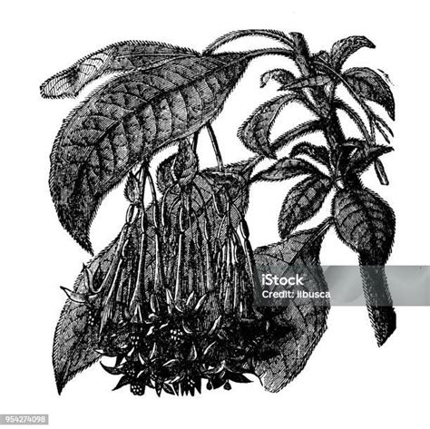 Ilustración De Botánica Plantas Antigua Ilustración De Grabado Fuchsia