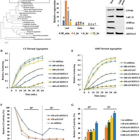 Phylogenetic Analysis Subcellular Localization And In Vitro Chaperone