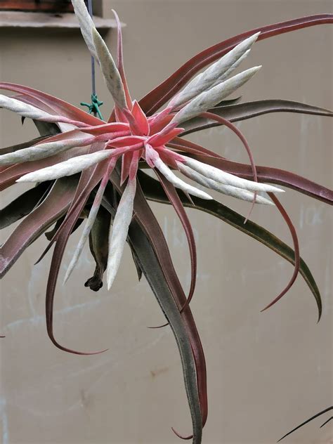 Tillandsia Streptophylla Rare And Air