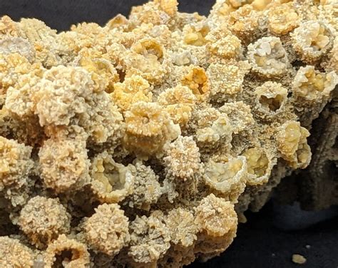 Silicified Fossil Coral Specimen Etsy