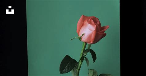 투명 유리 꽃병에 핑크 로즈 사진 Unsplash의 무료 꽃 이미지