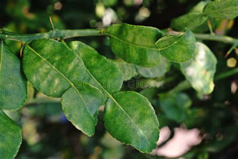 Lime Leaves Damage From Citrus Leaf Miner Stock Photo Image Of Insect Larva 98371192