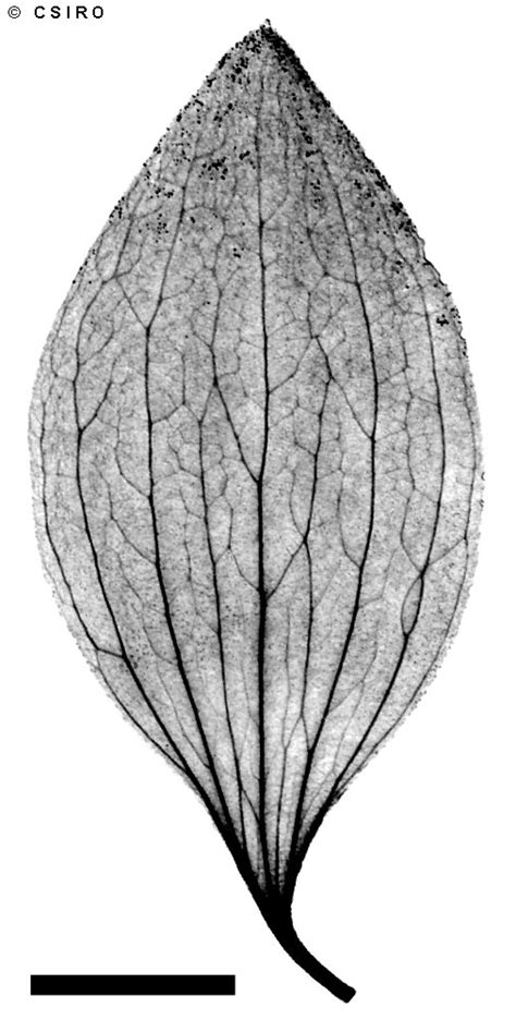 Exocarpos Latifolius