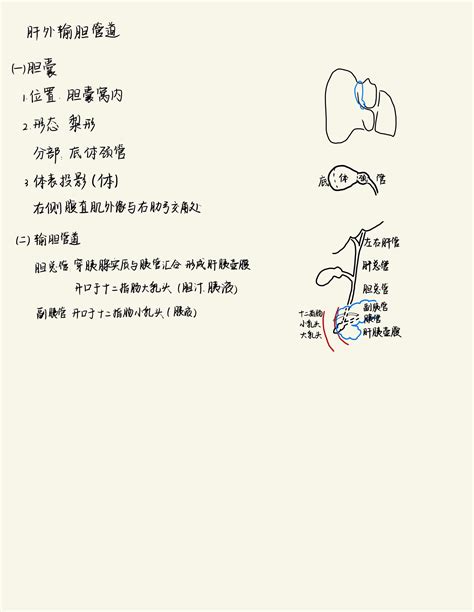 系统解剖学 霍琨老师笔记 内脏学 第五章 消化系统 知乎 系统解剖学 霍琨老师笔记 内脏学 第五章 消化系统 知乎