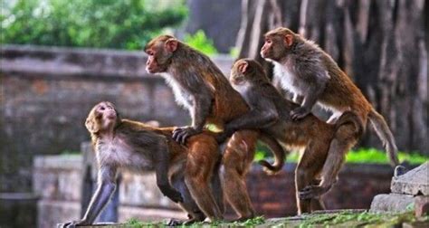 Porn Laws And The Danger Of ‘monkey See Monkey Wasteland Studios