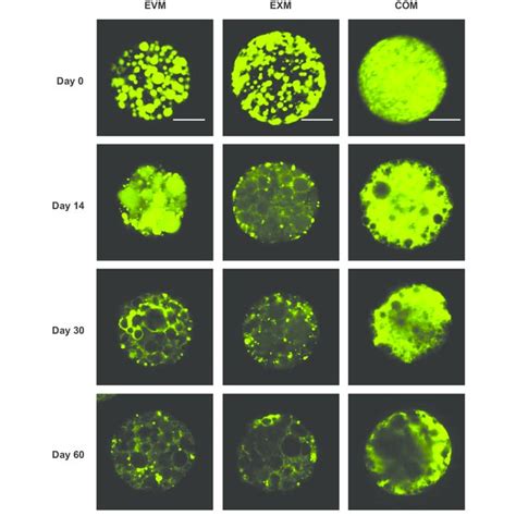 CLSM Images For Inner Structural Drug Distribution Evolutions Of EVM Download Scientific