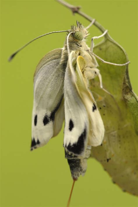 Metamorfose Groot Koolwitje Pieris Brassicae Gedaanteverwisseling Van