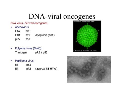 Ppt Viral Carcinogenesis Powerpoint Presentation Free Download Id