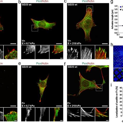 Forces Regulate Ligand Preference Of αvβ3 Integrin A Nih 3t3 Cells