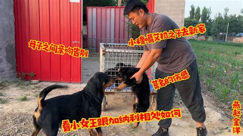 小穆噶艾拉之子去新家，母子告别莫名伤感，看小女王与加纳利相处如何 Youtube