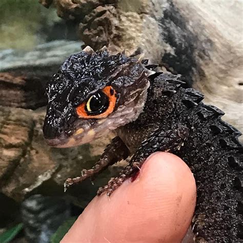 Red Eyed Crocodile Skink Full Grown