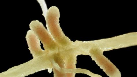 Als Alle Planten Stikstof Kunnen Binden Verdieping Sciencelink