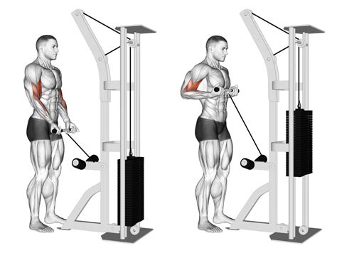Drag Curls Smith Machine
