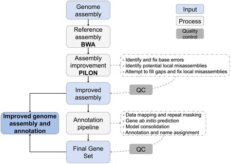 overview of genome assembly and annotation improvement process