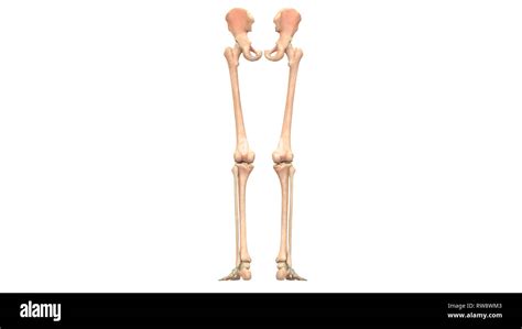Appendicular Skeleton Stock Photos Appendicular Skeleton Stock Images Alamy