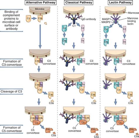 Complement Pathways Types Functions And Regulation Learn Microbiology Online Complement