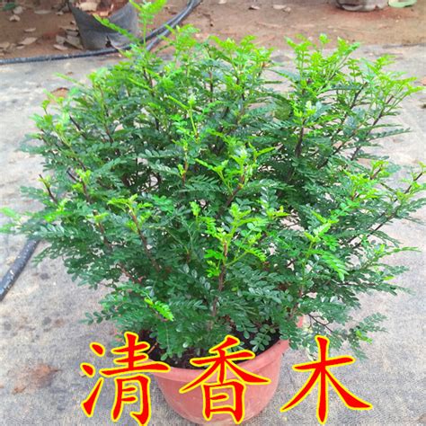 清香木苗50万株 上100万清香木树 清香木苗批发 第3页 大山谷图库