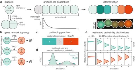 Investigation Of Morphogen Based Differentiation In Synthetic Cell