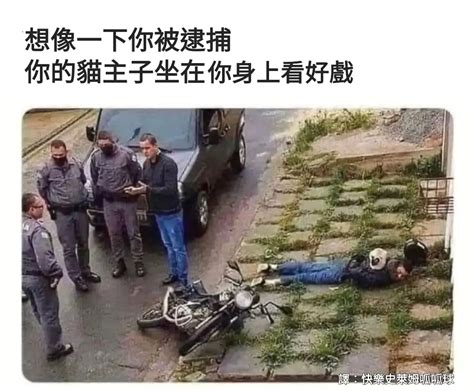 譯 貓哈哈笑死 梗圖板 Dcard