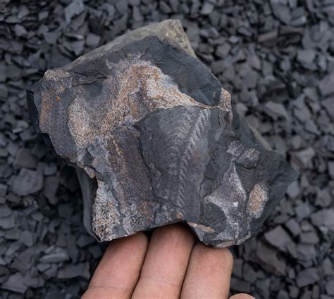 More Ashfield Shale Fossils Fossil Hunting Trips The Fossil Forum