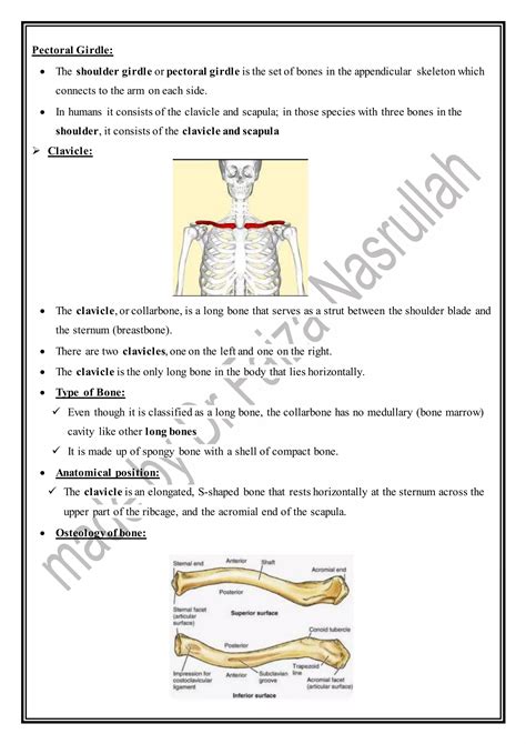 Anatomy Of Clavicle Docx