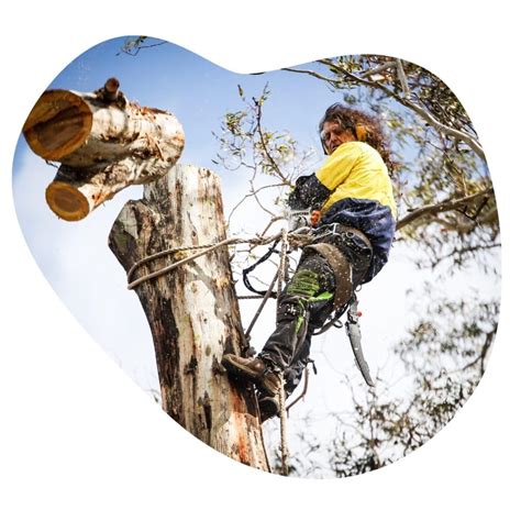 Tree Removal Services In Melbourne Tree Lopping The Yard