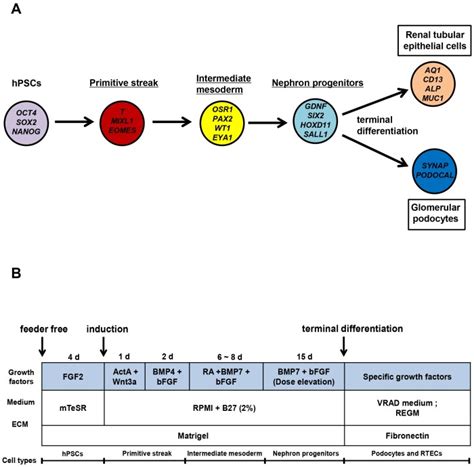 A Illustration Of Developmental Stage Specific Marker Genes During Download Scientific Diagram