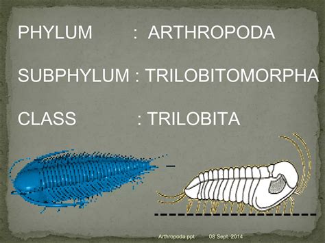 Trilobites Ppt