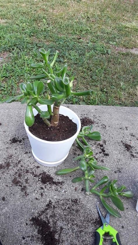 Started Stem Cutting Propagation 7 Weeks Ago R Succulents