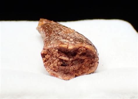 Swallowed And Partially Digested Large Fossil Raptor Tooth From A