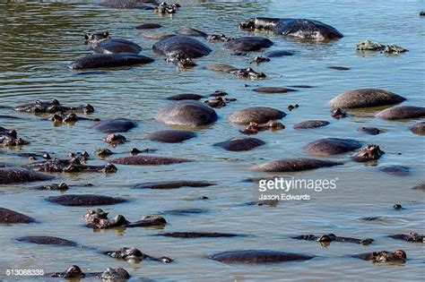 Lumpy Texture Photos And Premium High Res Pictures Getty Images