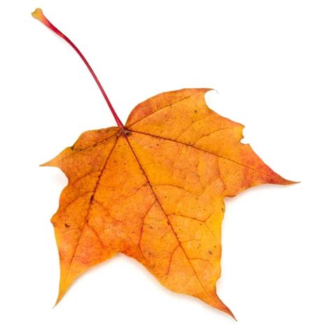 Yellow Autumn Three Lobed Leaf Of Maple Tree Stock Photo Vvoennyy