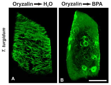 Biomolecules Special Issue Cytoskeleton And Regulation Of Mitosis