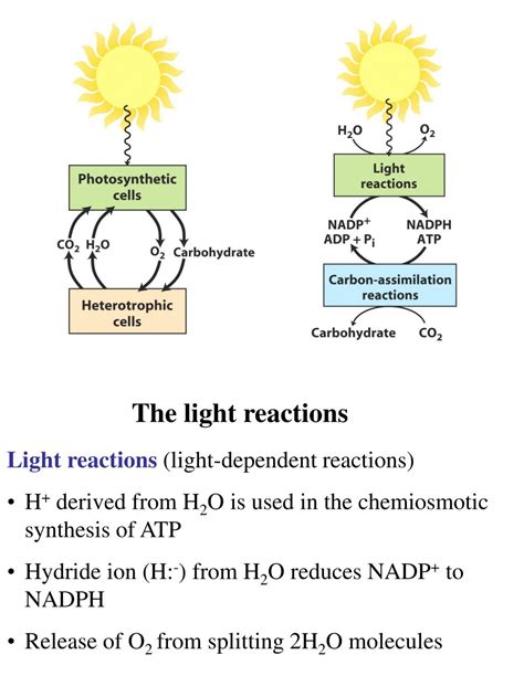Ppt Understanding Photosynthesis Process Reactions And Its