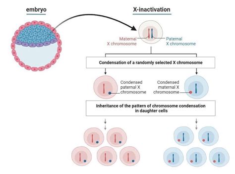 X Chromosome Inactivation