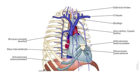 Mediastino Ilustraciones Anatomía Normal E Anatomy