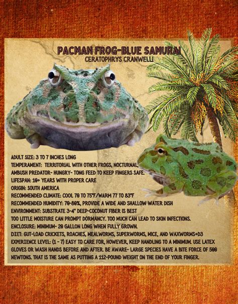 Samurai Blue Pacman Frog