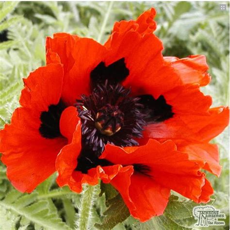 관상용 개량 양귀비꽃 마약 양귀비꽃 구분 인스티즈 Instiz 이슈 카테고리