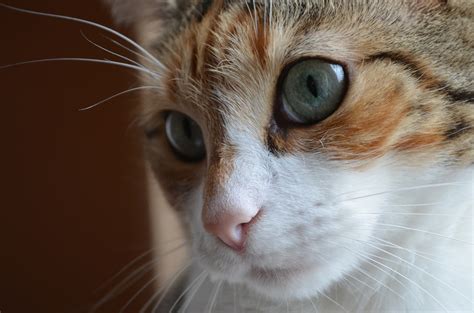 Chat Narrive Pas à Faire Caca Tout Faire