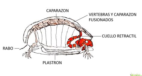 Anatomía De Una Tortuga Caparazones De Tortugas Marinas