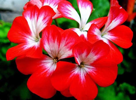 Bartonella 10 Bartonella Symptoms