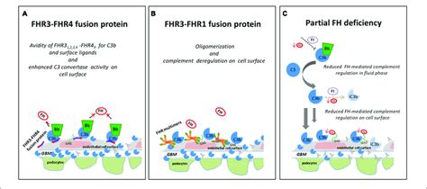 Hypothesis Of The Effects Of Fhr Svs On Fh Complement Regulation A