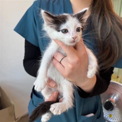 네코스토리 강아지입양 고양이입양 유기묘 유기견 길 고양이 아깽이 무료분양 무료입양 책임분양 보호 위탁 허위 X 네코스토리에서는 24 11 01 이후로 책임 비용을