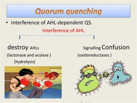 Ppt Quorum Sensing Powerpoint Presentation Free Download Id 1895221