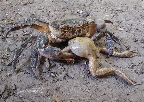Crab Eating A Frog Rnatureismetal