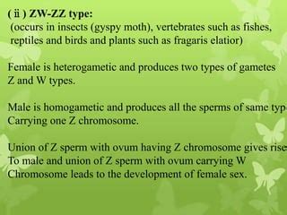 Sex Determination Chromosomal Theory Of Sex Determination PPTX
