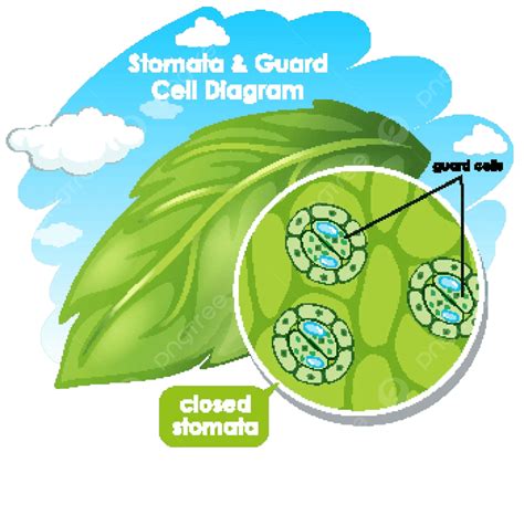 Diagram Showing Plant Cell Plants Clip Art Clipart Vector Plants Clip